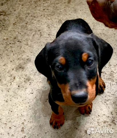 Щенки Добермана