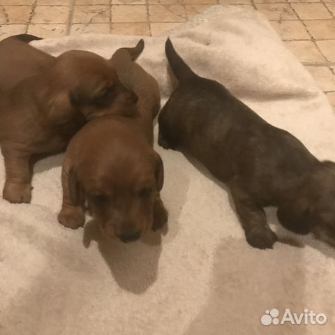 Мылыши таксы