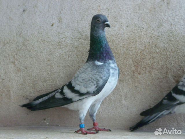 Голубь Венгры Дереши