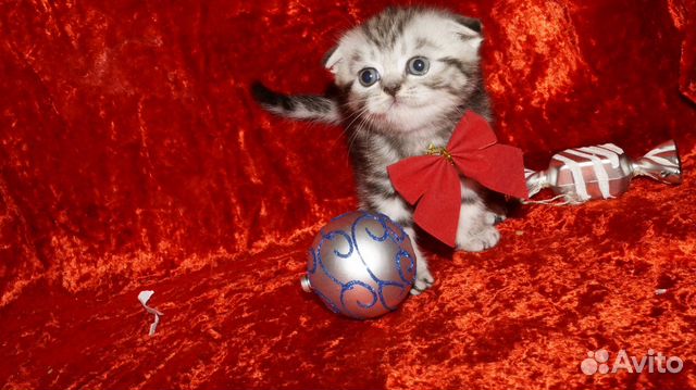 Шикарные шотландские пупсики