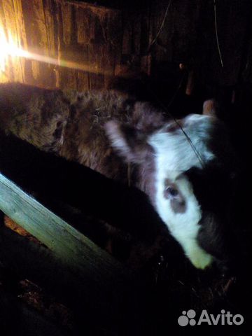 Продаю телку