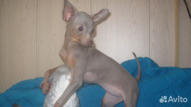 Клубные щенки, РКФ