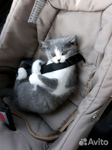 Кошка британец ищет кота