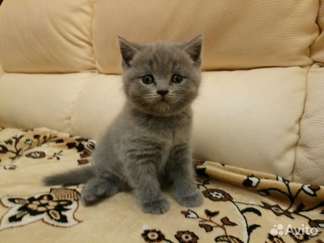 Шотландские плюшевые, пушистики