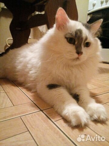 Кот
