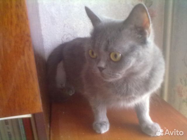 Кошка Брита