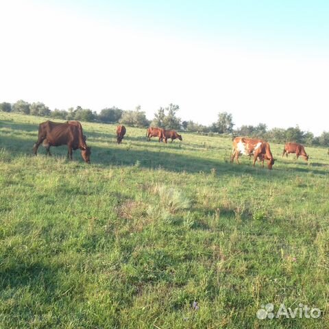 Продаются стельные коровы (16 голов ) - оптом по