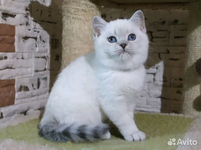 Британскик кот 1