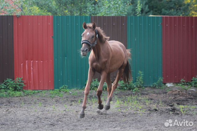 Кобыла для спорта