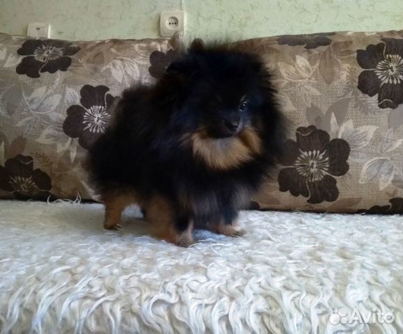 Девочка померанка(на мягкую подушку)