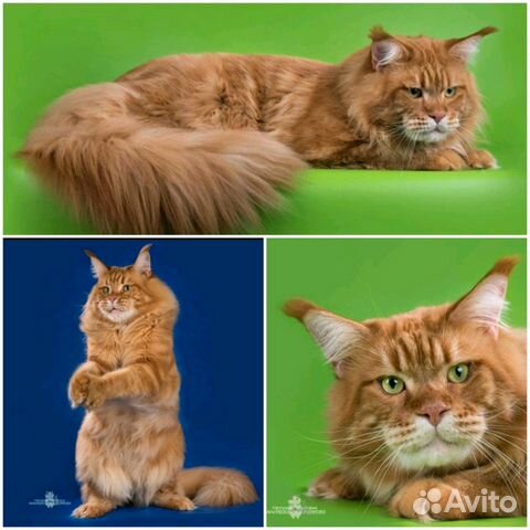 Кот Мэйн кун