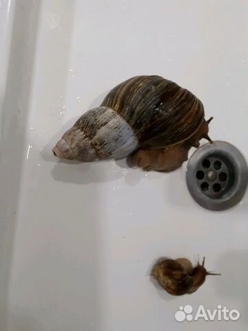 Улитки ахаины