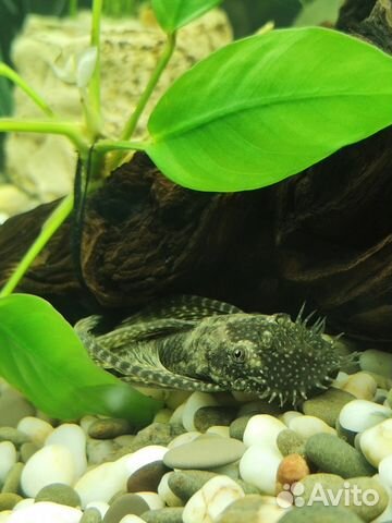 Анциструс самец вуалевый и самка обычная, неретины