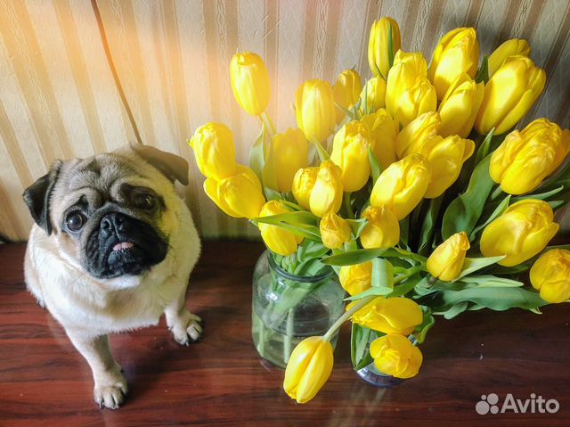 Мопс кабель вязка