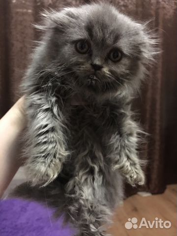 Продам кошечку