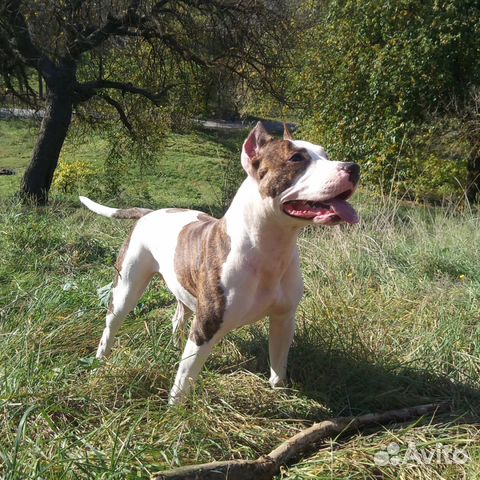Щенки стаффордширского терьера