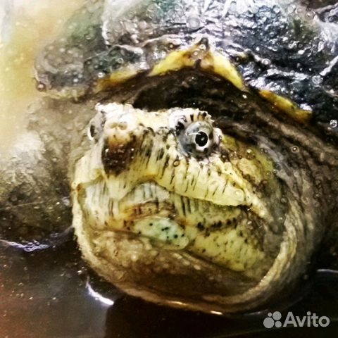 Каймановая черепаха