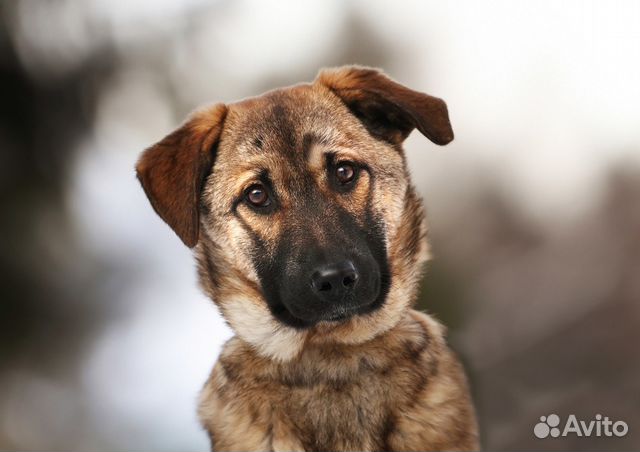 Щенок в добрые руки (живет в квартире)
