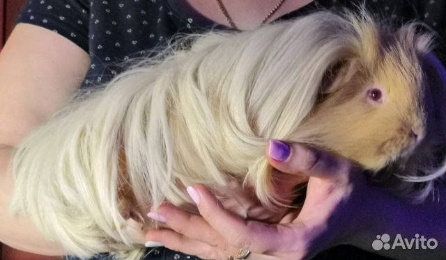 Ищем невесту шелти