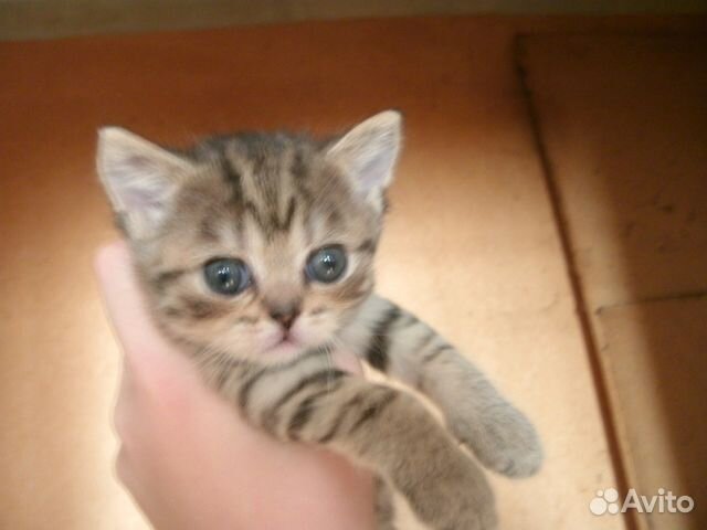 Отдам катенка