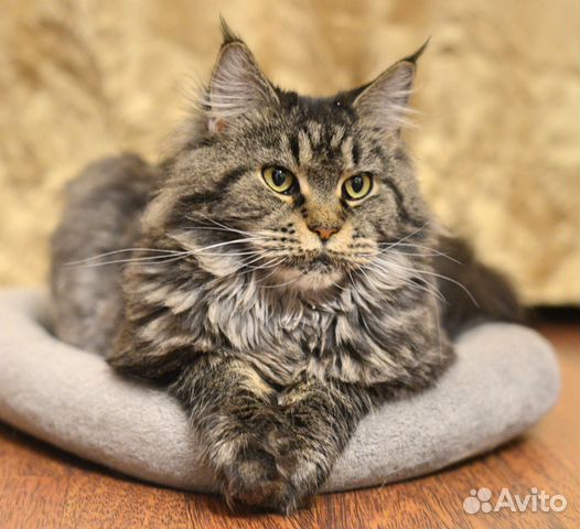 Ника, 3 года, Москва