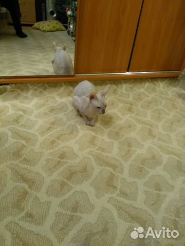 Донской сфинкс девочка 4 года