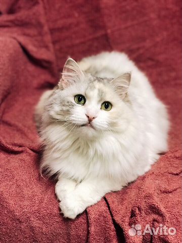 Красавица Бася очень хочет стать домашней кошкой