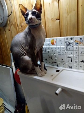 Сфинкс донской велюровый ищет кошку для вязки