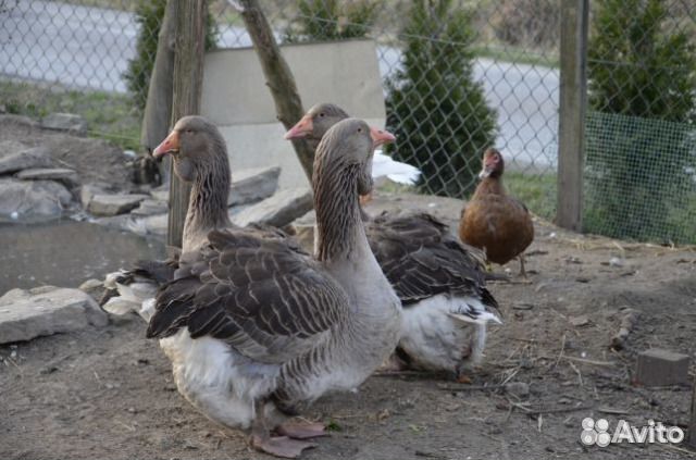 Яйцо гуся Тулуз Европа