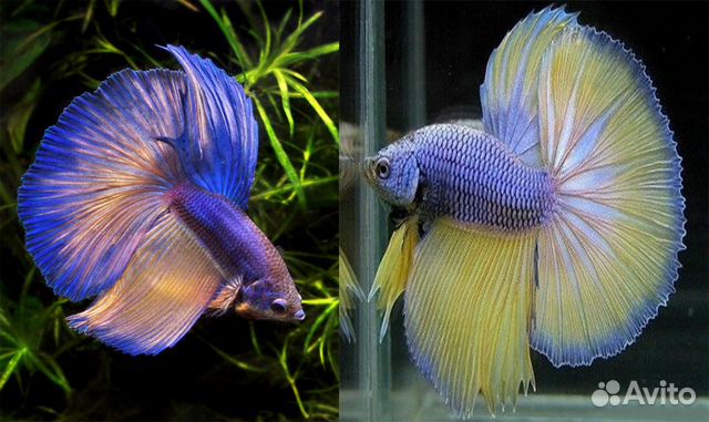 Аквариумная рыбка петушок 8 видов