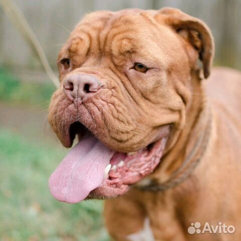 Бордосский Дог девочка