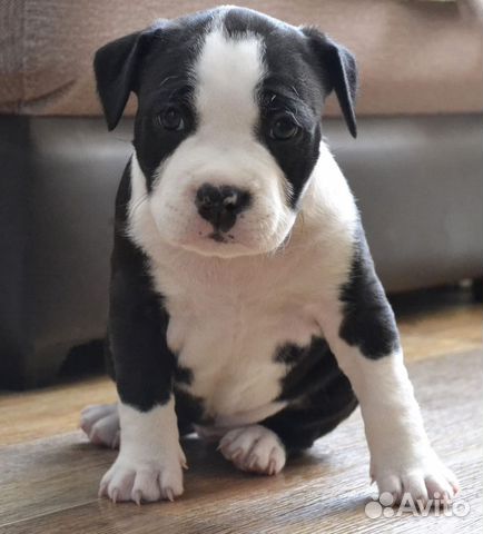 Стаффордширского терьера щеночки