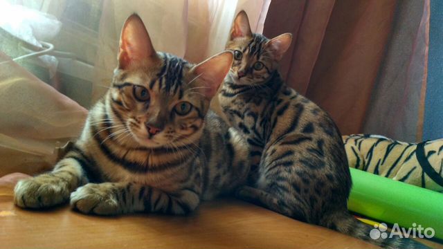 Продам котенка бенгальской породы с документами