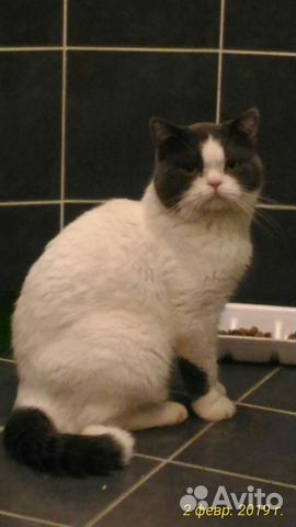 Потеряшка. В добрые руки