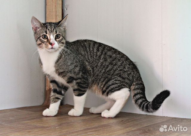 Годовалый полосатый котик с мультяшной мордочкой