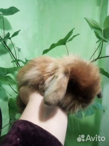 Миниферма карликовых декоративных кроликов "Лапик"