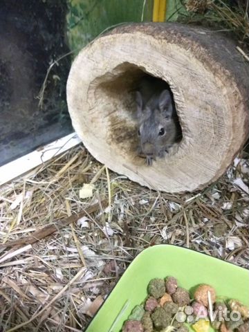 Дегусята 1.5 мес