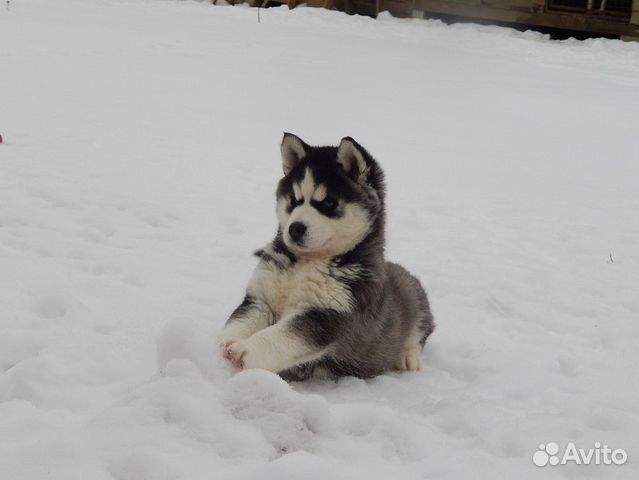 Сибирская хаски