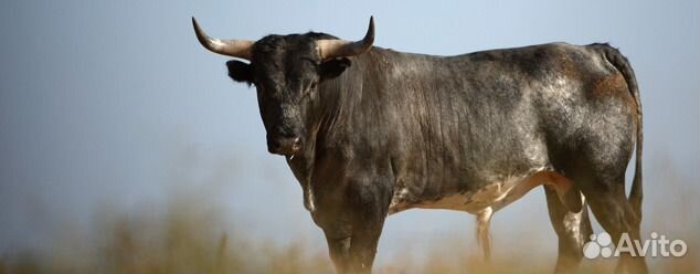 Быки, телки