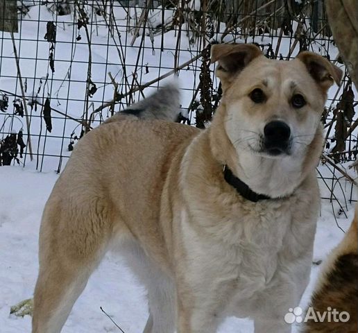 Метис лабрадора Бланка в добрые и ответственные ру