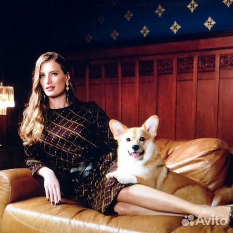 Вельш корги пемброк, Бобтейл. Мальчики