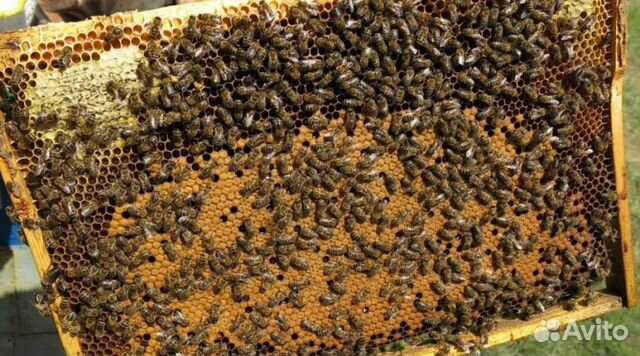 Продажа пчёл
