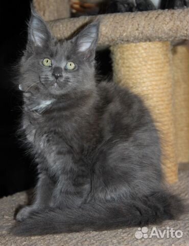 Эффектная кошечка мейн-кун голубой с белым