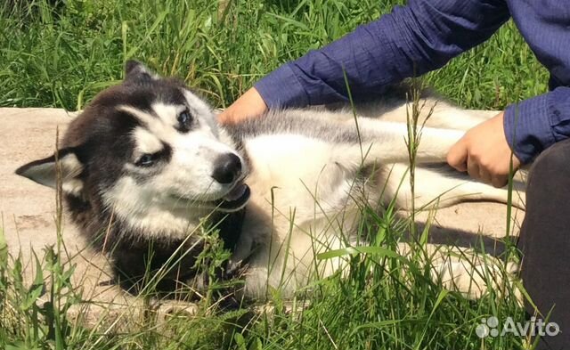 Хаски кобель чб, голубоглазый, 2 года