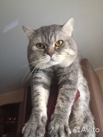 Вязка с Британским котом