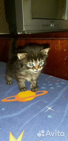 Британские котята