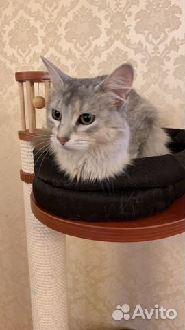 Кот сомалийский