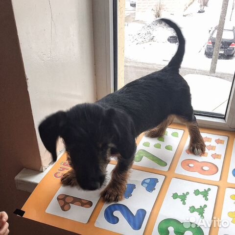 Щенок в добрые руки