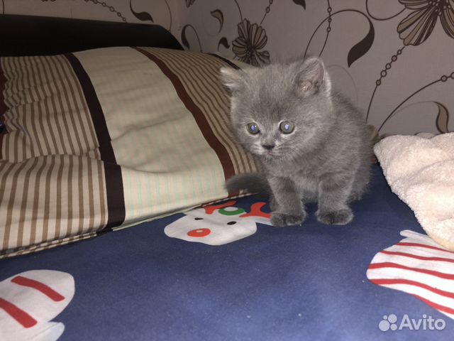 Котёнок британец