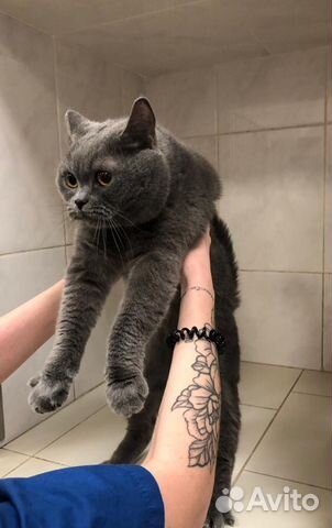 Кошка в добрые руки